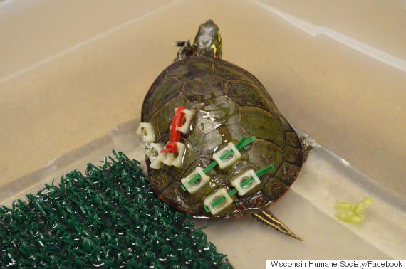 From Our Readers: Cable Ties Used to Help Heal Turtle’s Shell ...
